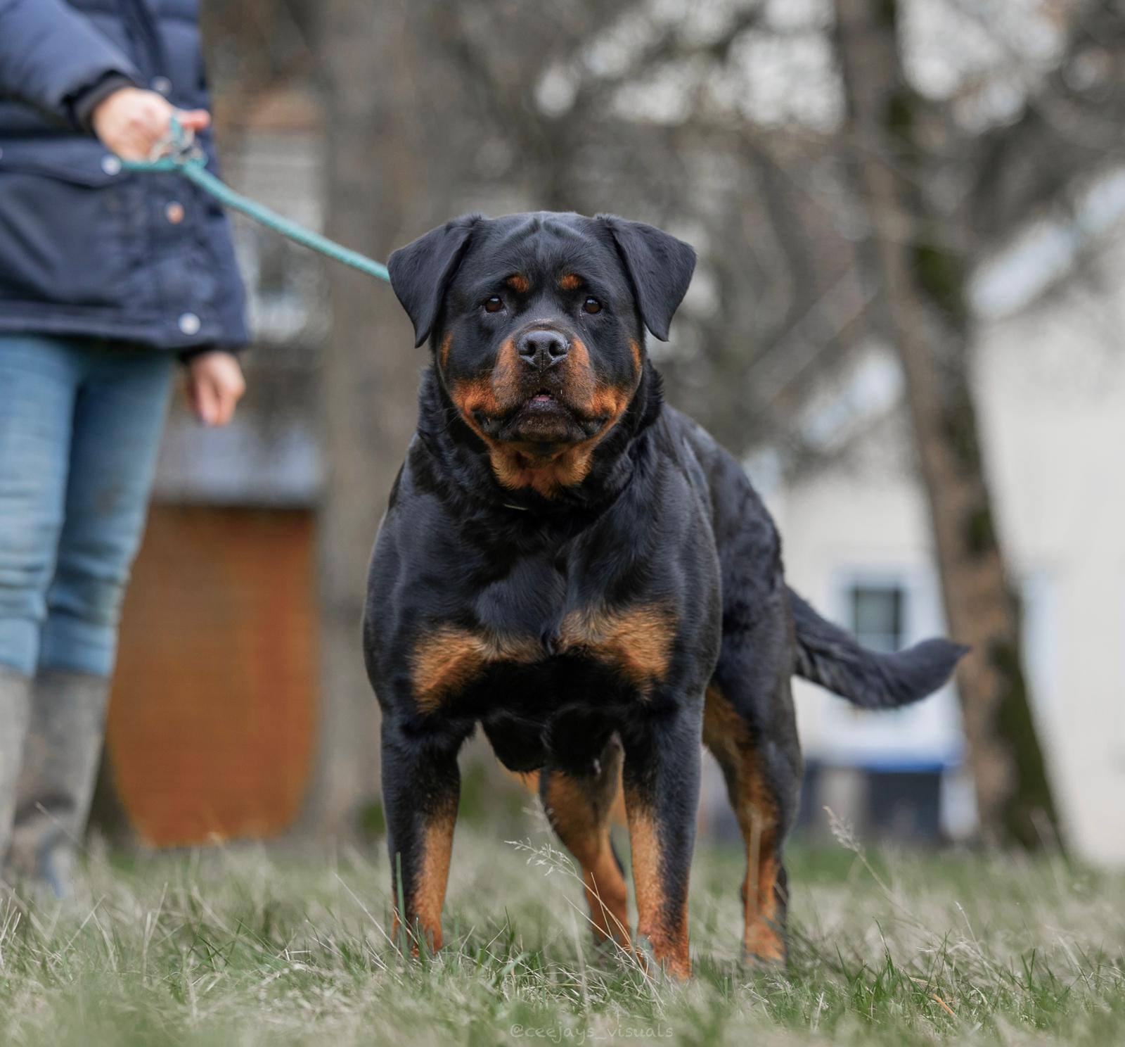 Kaiboss Kennels