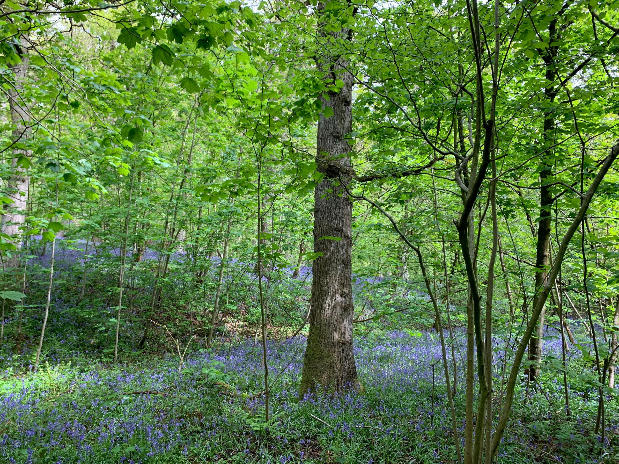 Tanfield Logs tanfield-logs