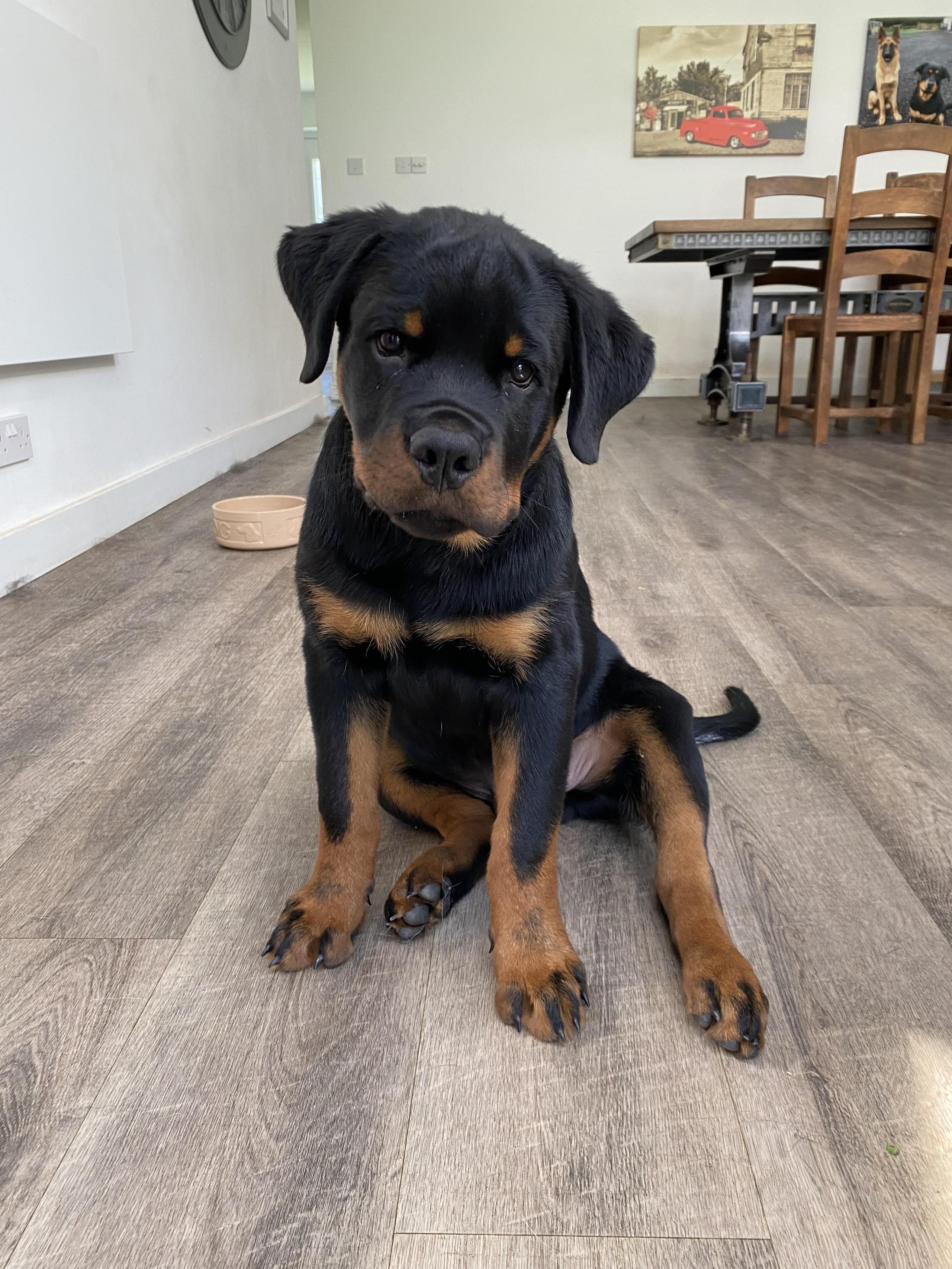 AshjonvanDogs Rottweiler.