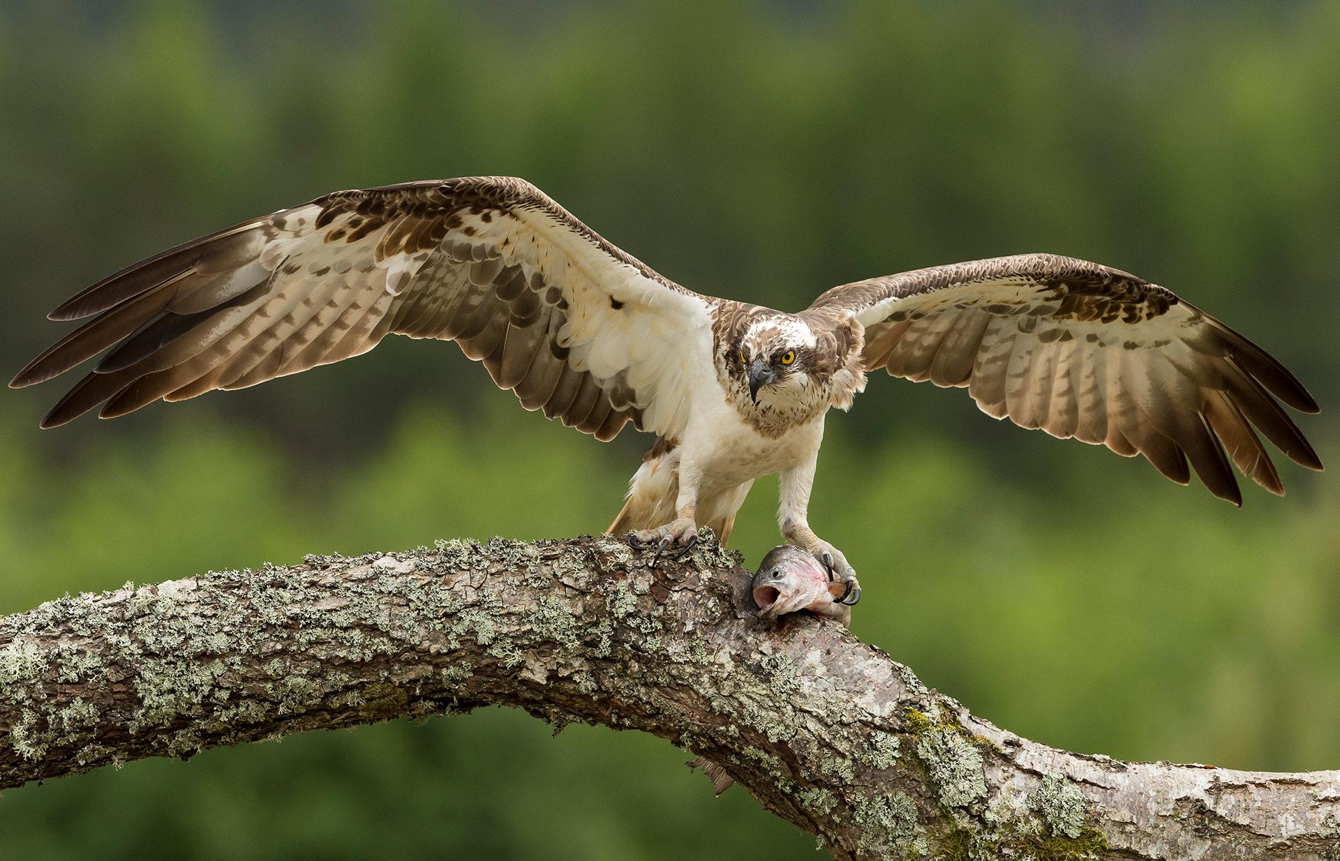 UK OSPREY INFORMATION UK OSPREY INFORMATION