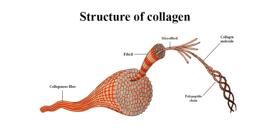 Nikki Kelsall Foot & Ankle Surgeon