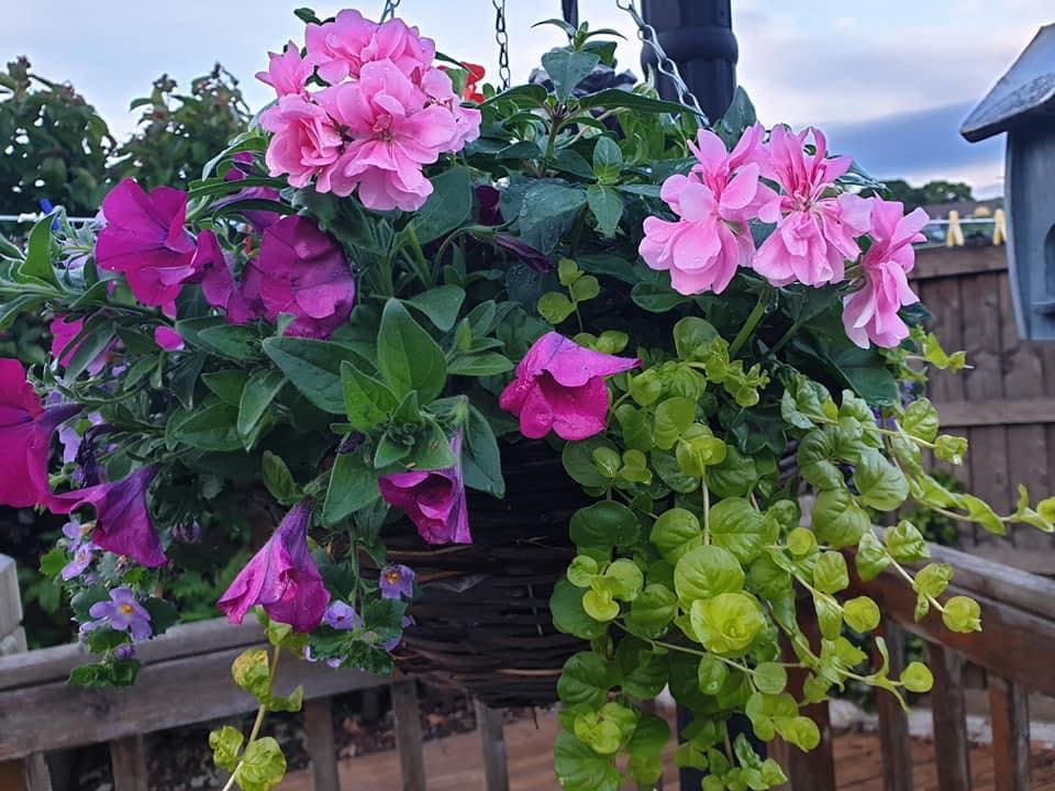 Needhams Nurseries Tickhill