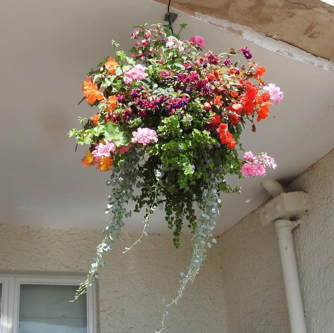 Needhams Nurseries Tickhill