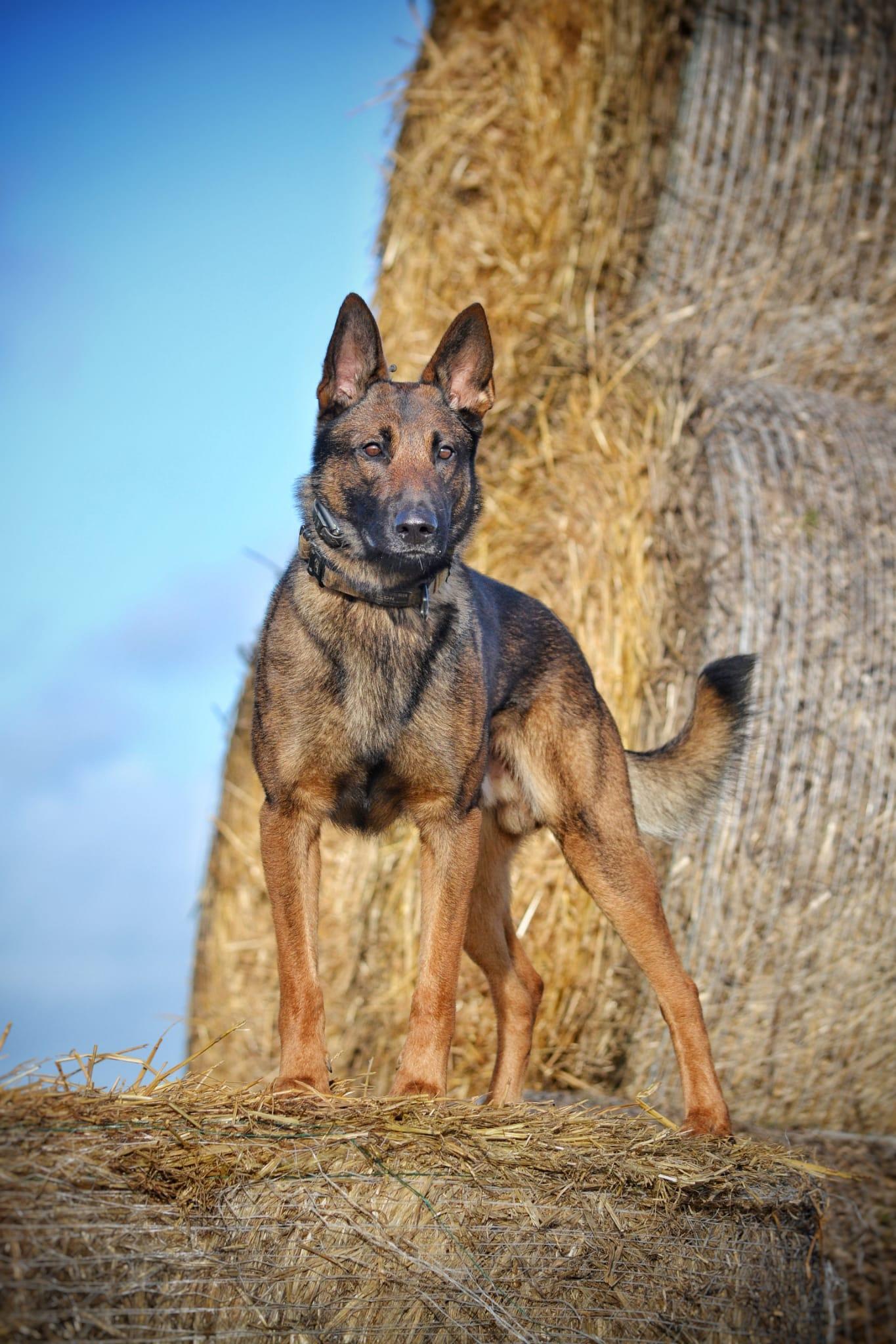 Home Page [www.drworkingdogs.co.uk]