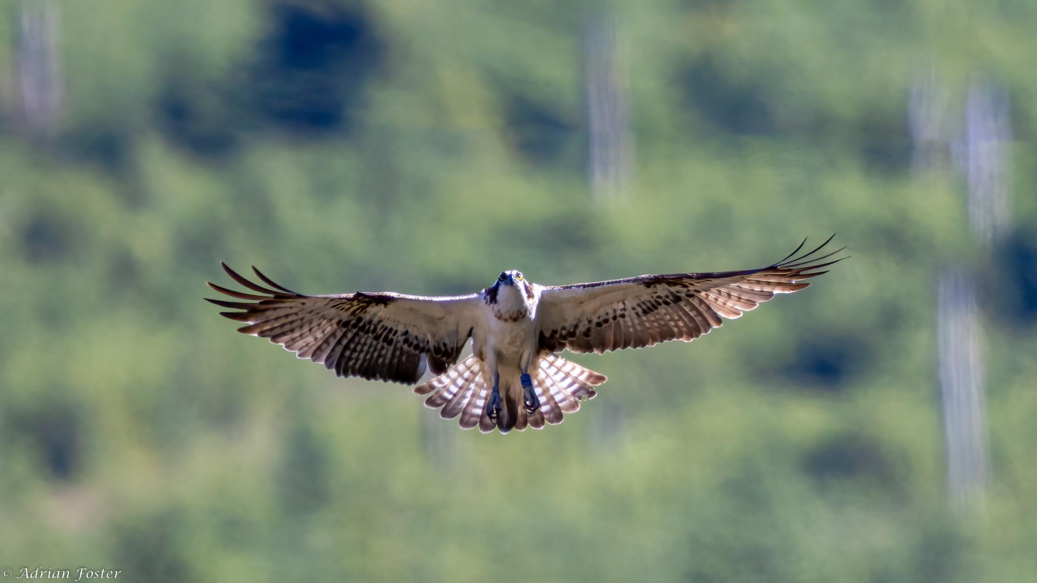 UK OSPREY INFORMATION